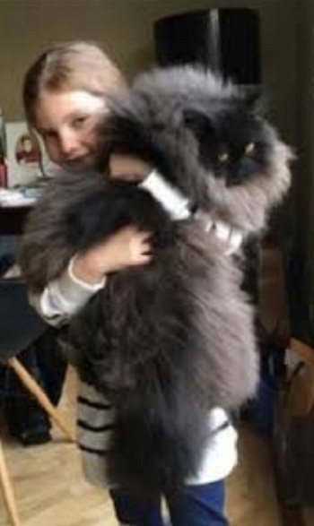 A Girl Adopted A Small Ill Kitten A Big Surprise Waited For Her In A Year Nature Addicted Life
